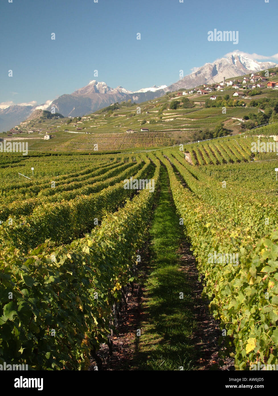 Valais wine region switzerland hi-res stock photography and images - Alamy