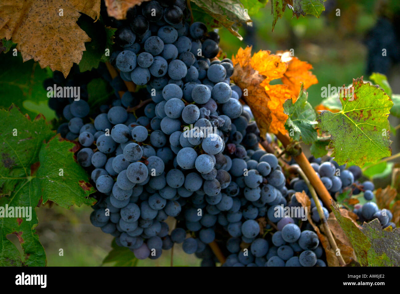 Bunch of grapes Stock Photo - Alamy