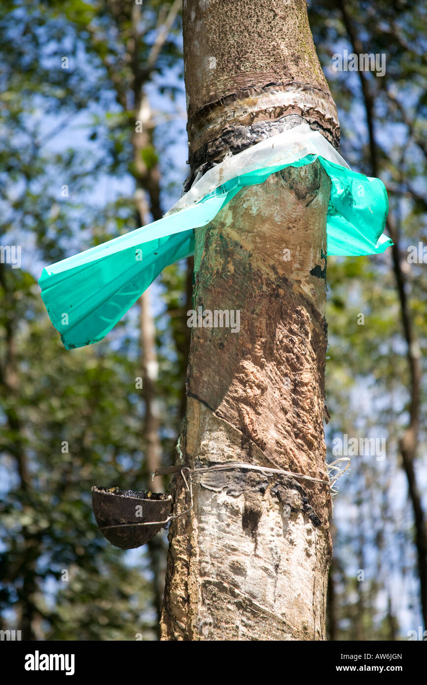 Kerala rubber plantations hi-res stock photography and images - Alamy