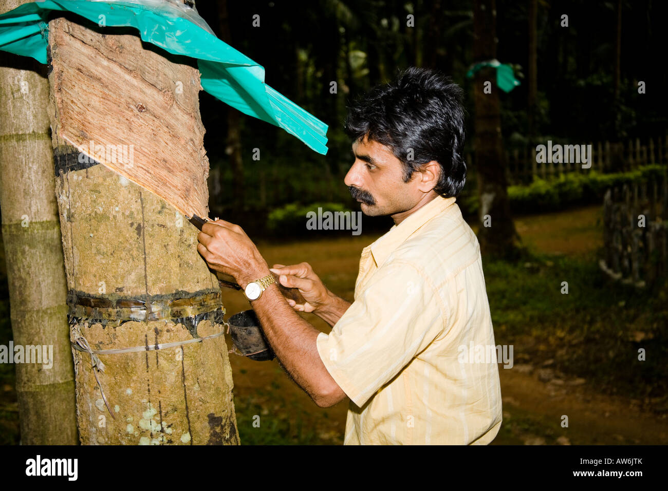 Man tapping latex in rubber tree plantation, Mundackal Estate ...