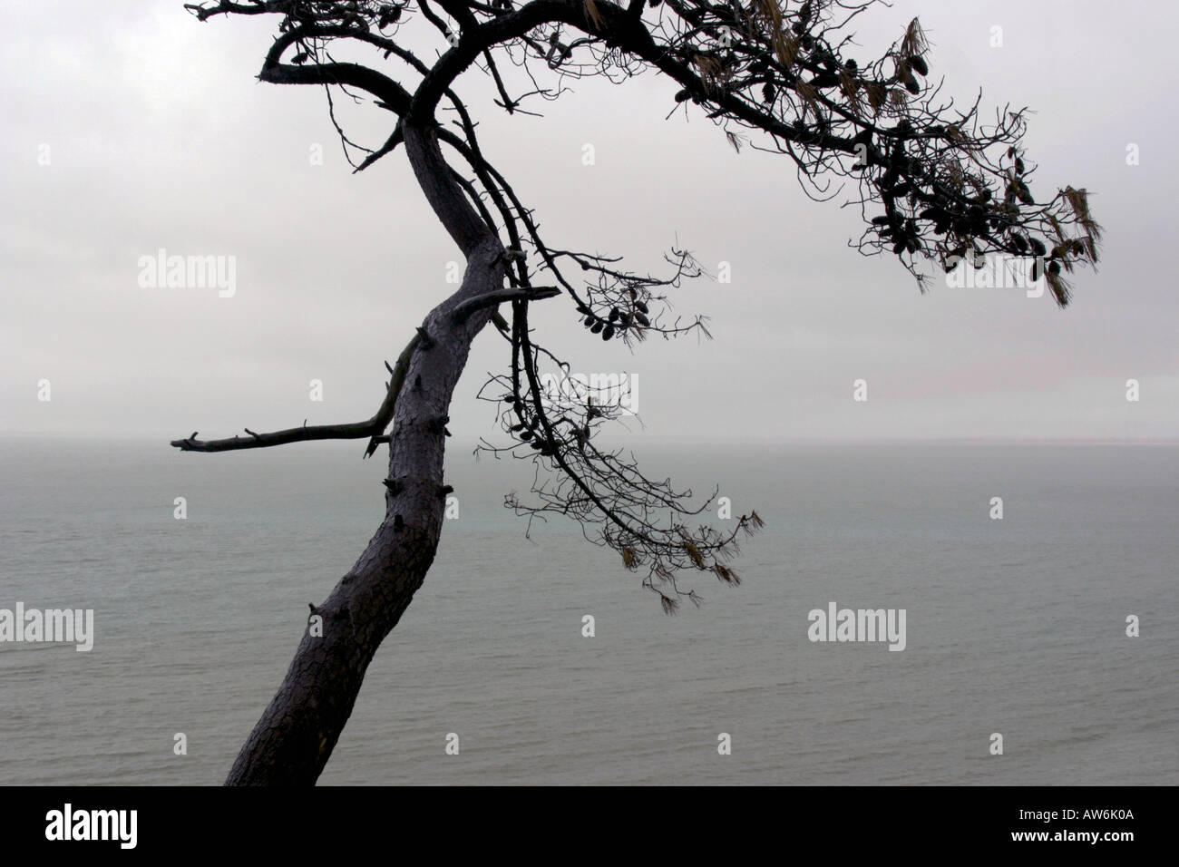 Tree alone black and gray Stock Photo - Alamy
