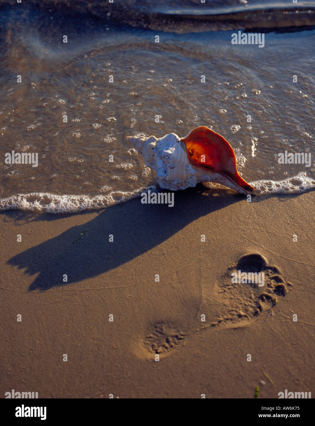 shell (Horse conch, Triplofusus giganteus) at the beach of Sanibel ...