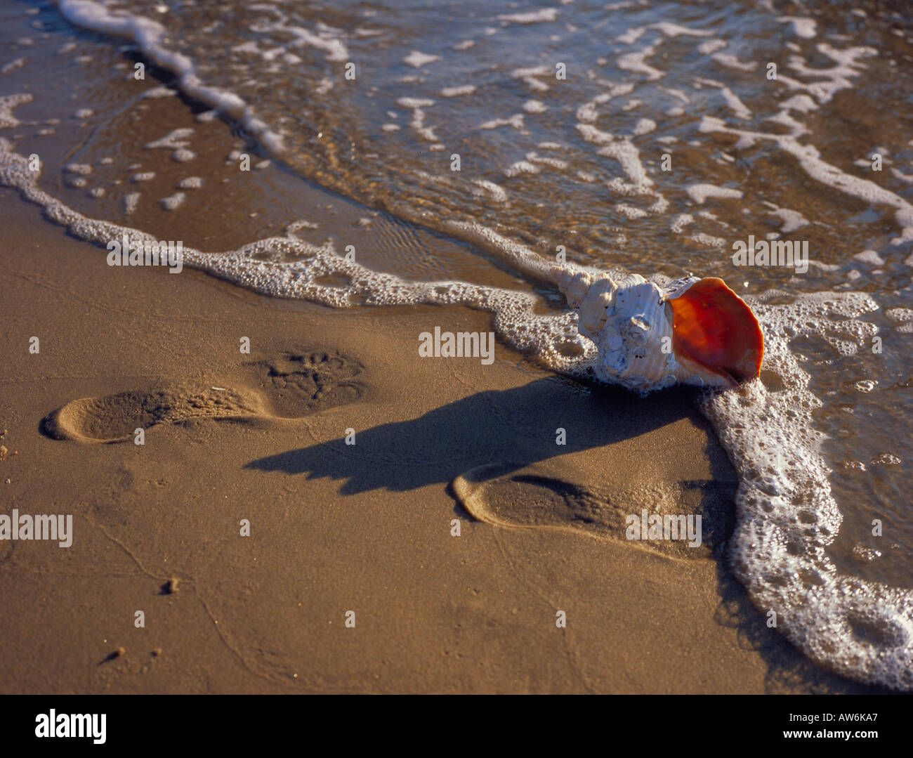 shell (Horse conch, Triplofusus giganteus) at the beach of Sanibel ...