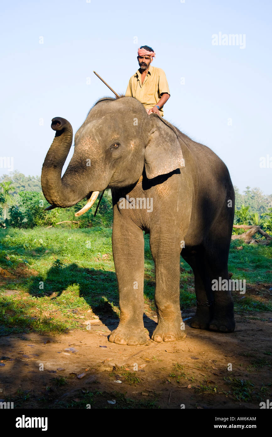 Elephant and mahout, Kodanad Elephant Training Centre, Perumbavoor ...