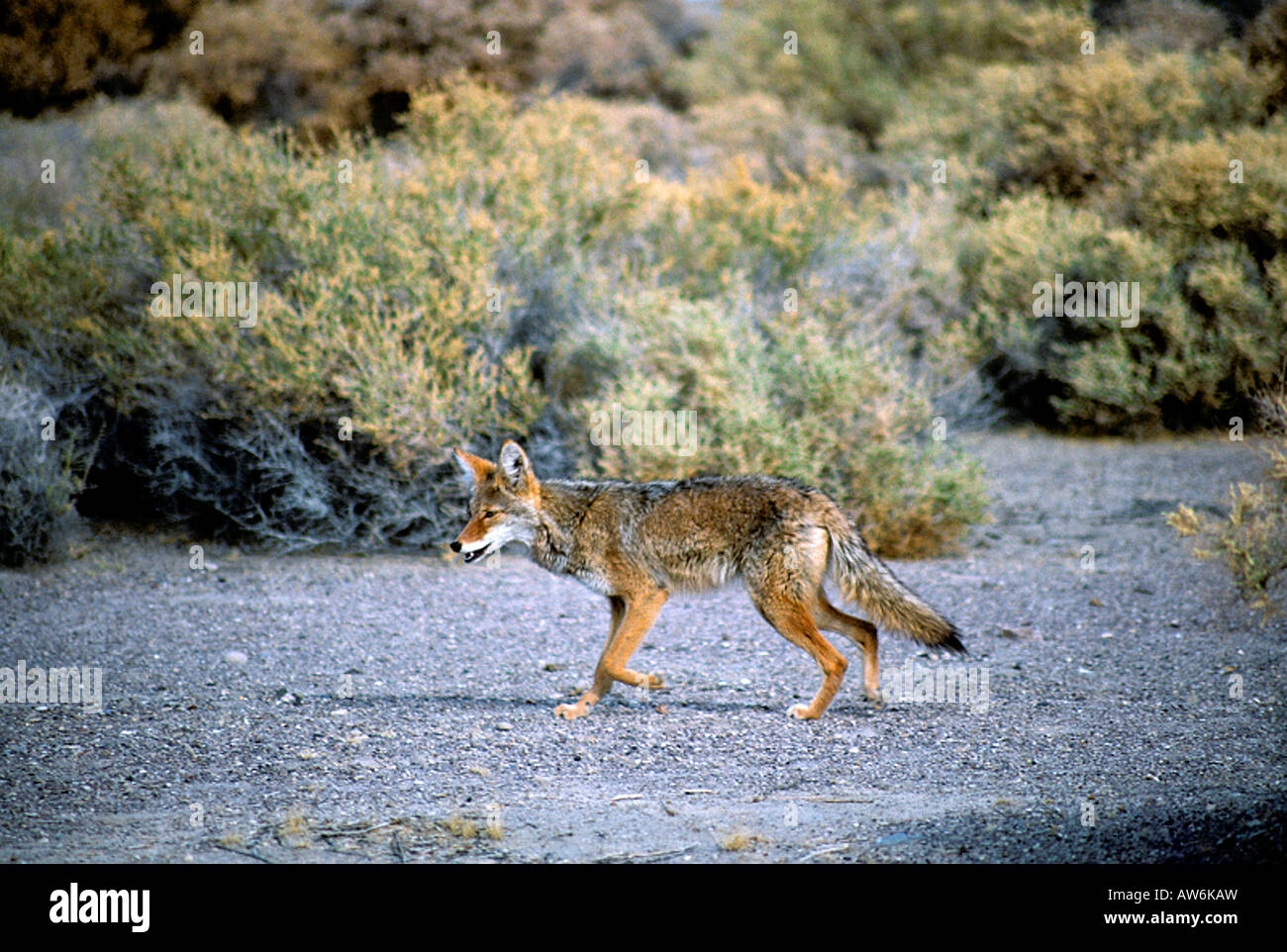 Coyote death valley hi-res stock photography and images - Alamy