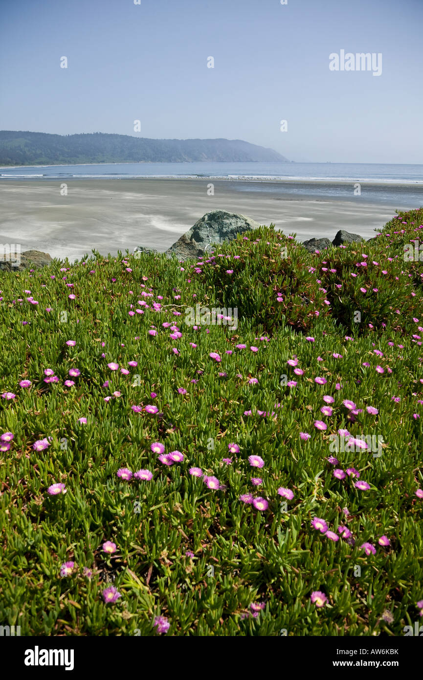 Spring flowers and Bay view Crescent City, California, USA Stock Photo ...
