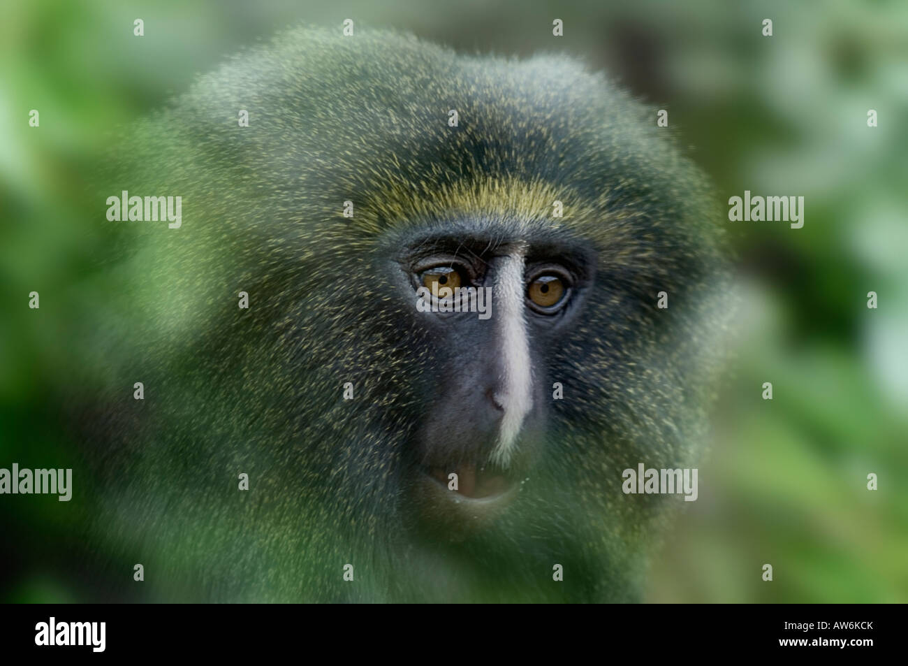 Monkey faced owl hi-res stock photography and images - Alamy