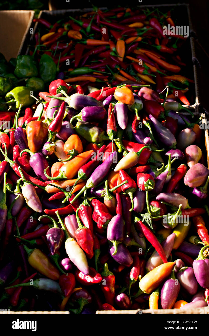 Box fresh red chillies hi-res stock photography and images - Alamy