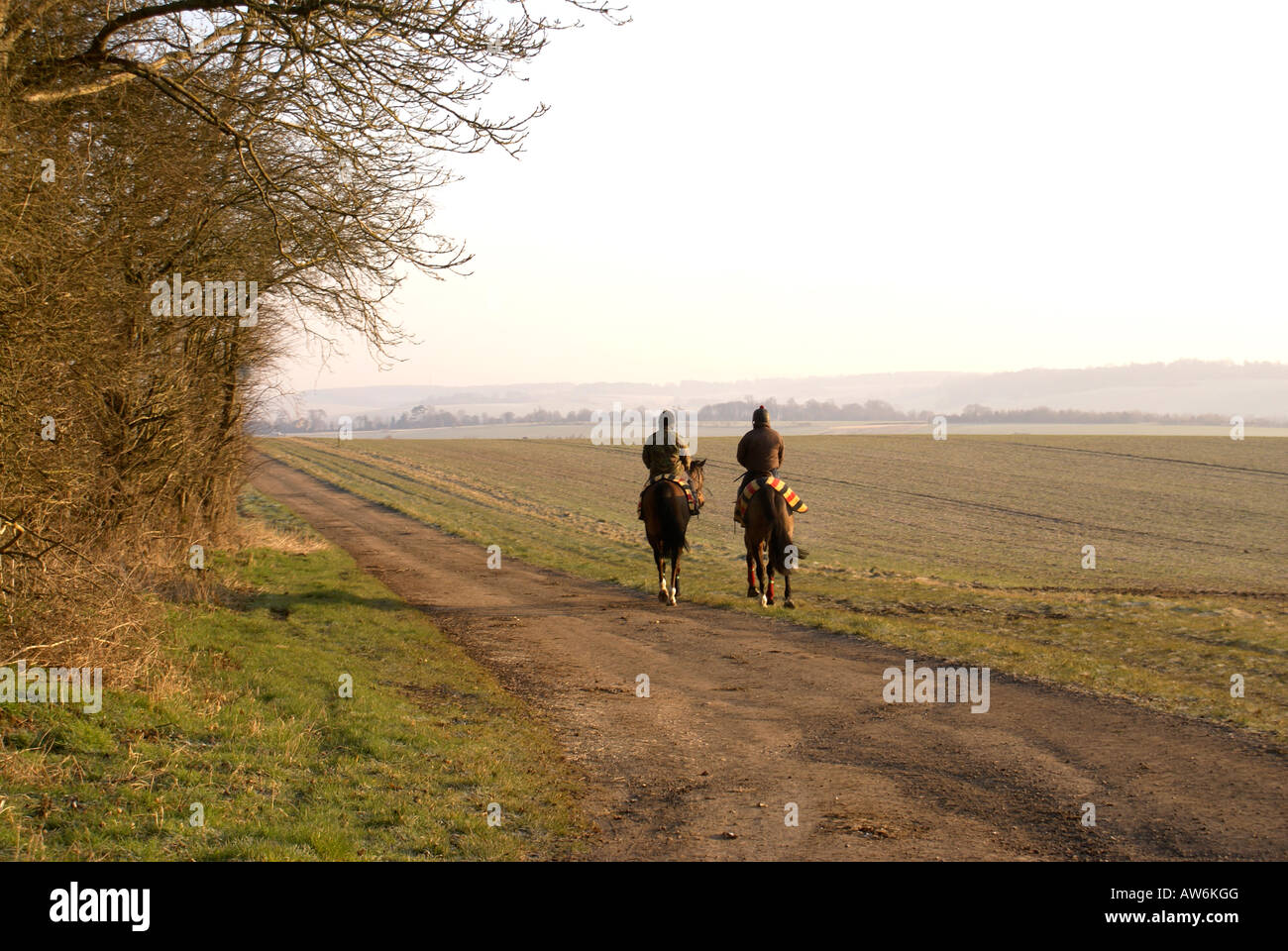 Thoroughbreds returning after riding out on the Berkshire Downs near ...