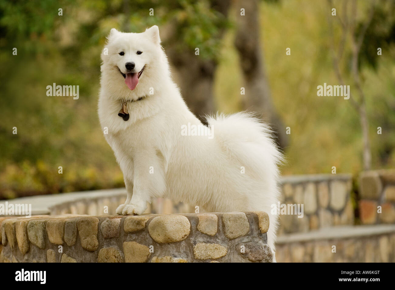 A Samoyed close up Stock Photo - Alamy
