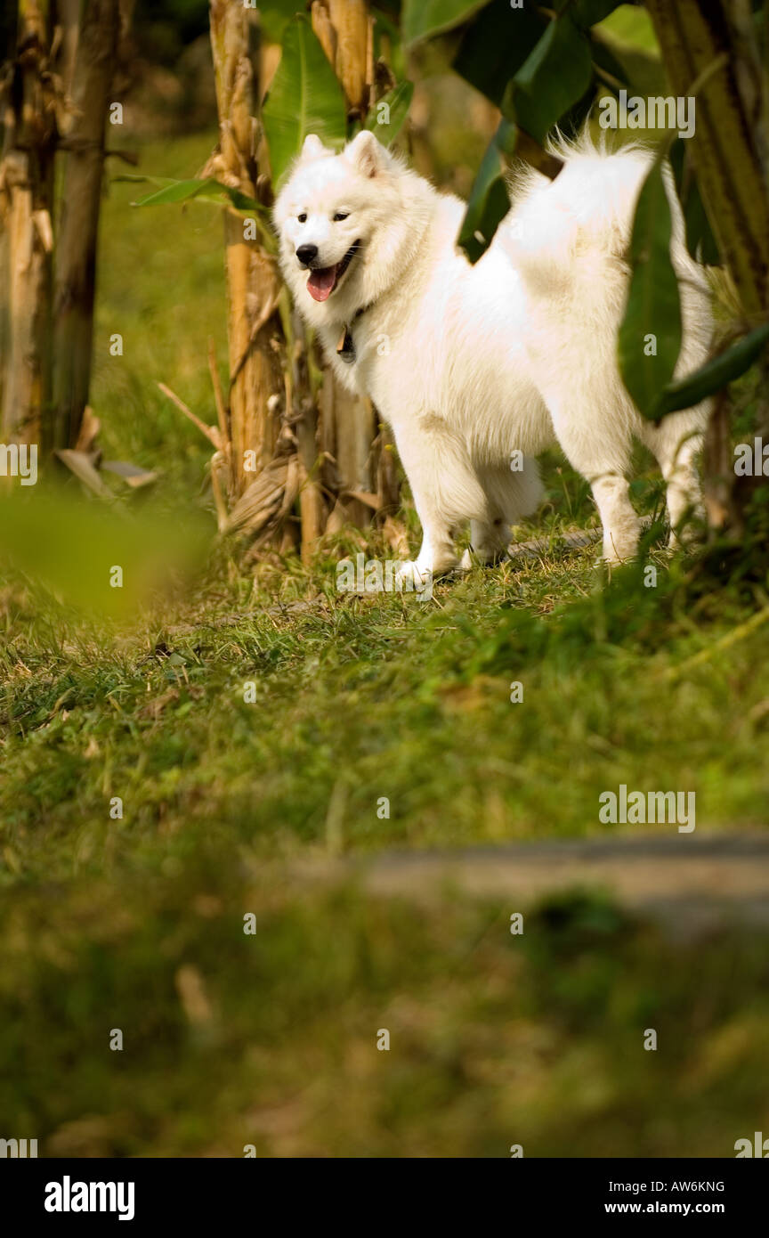 A Samoyed standing Stock Photo - Alamy