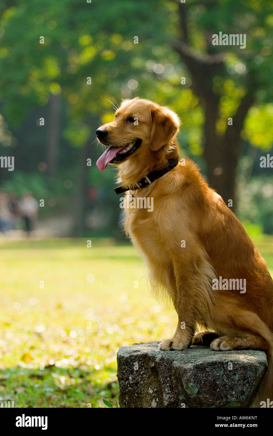 A Golden Retriever standing Stock Photo - Alamy