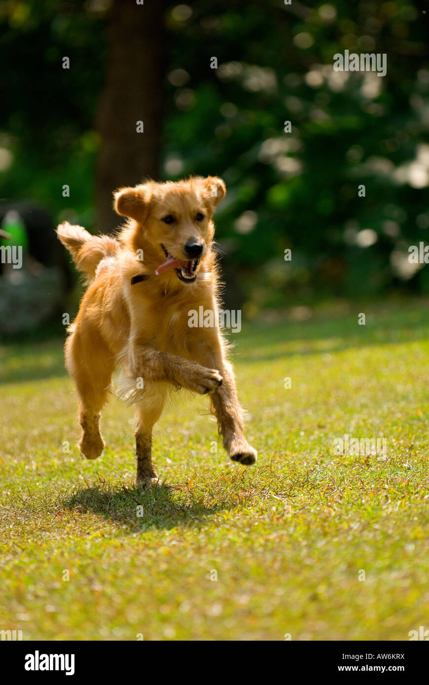 A Golden Retriever running Stock Photo - Alamy