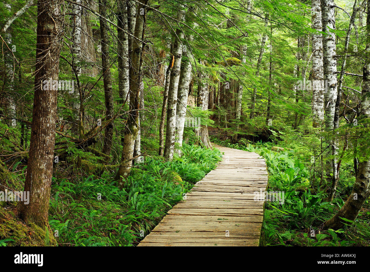 Longmire meadow trail hi-res stock photography and images - Alamy