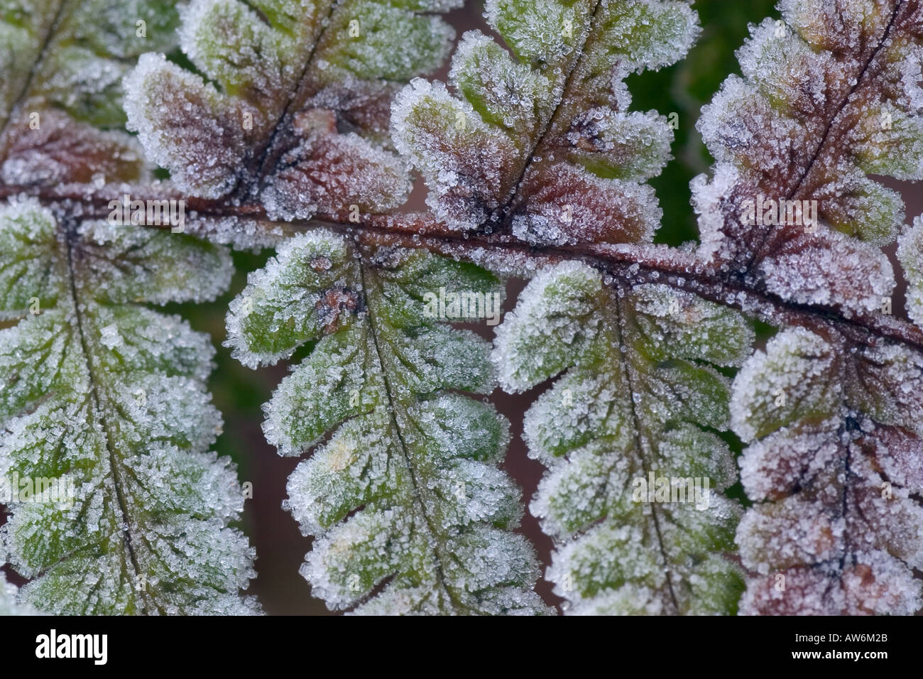 Fern frost hi-res stock photography and images - Alamy