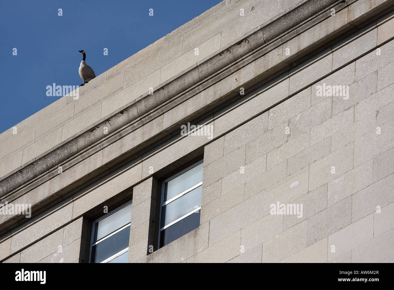 Concrete goose hi-res stock photography and images - Alamy
