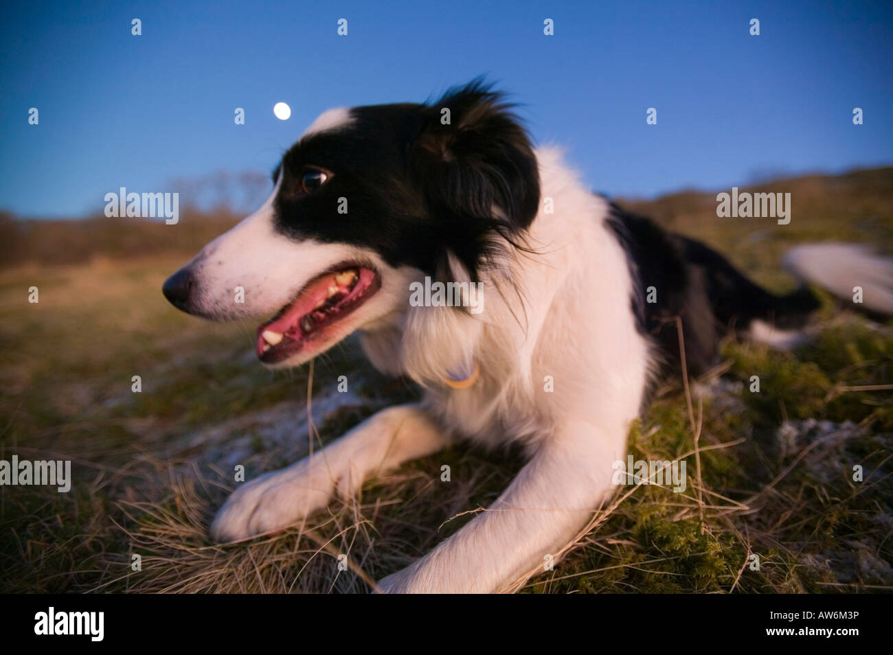 A Border Collie in the afterglow light of sunset Stock Photo - Alamy