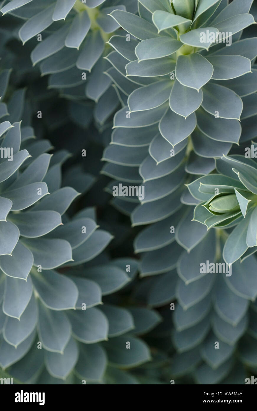 Blue spurge euphorbia myrsinites hi-res stock photography and images ...