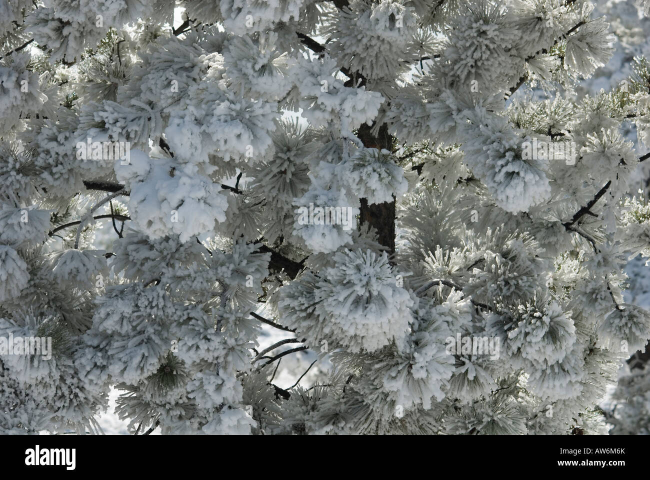 ponderosa pine after winter snowfall Colorado Stock Photo - Alamy