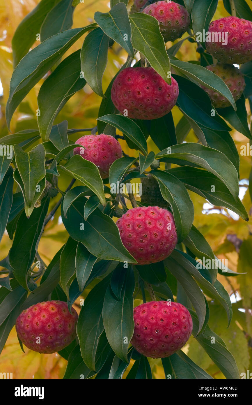 Cornus capitata hi-res stock photography and images - Alamy