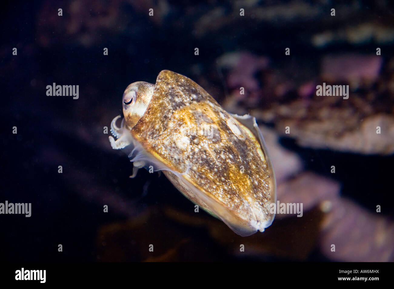 The mourning cuttlefish, Sepia plangon, reaches just 6 inches in length ...