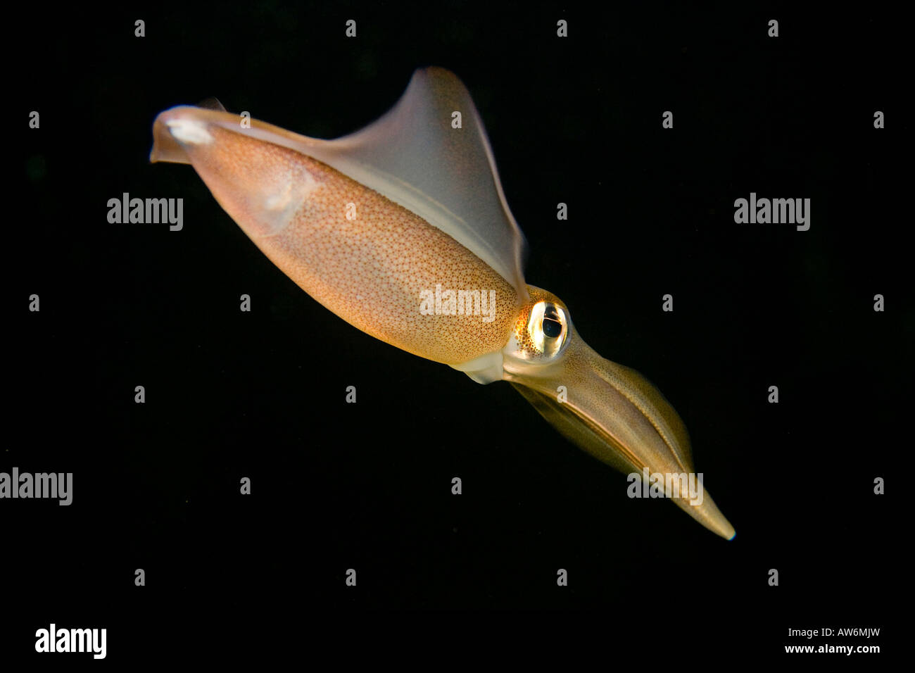 Southern squid, Sepioteuthis australis, Australia Stock Photo - Alamy