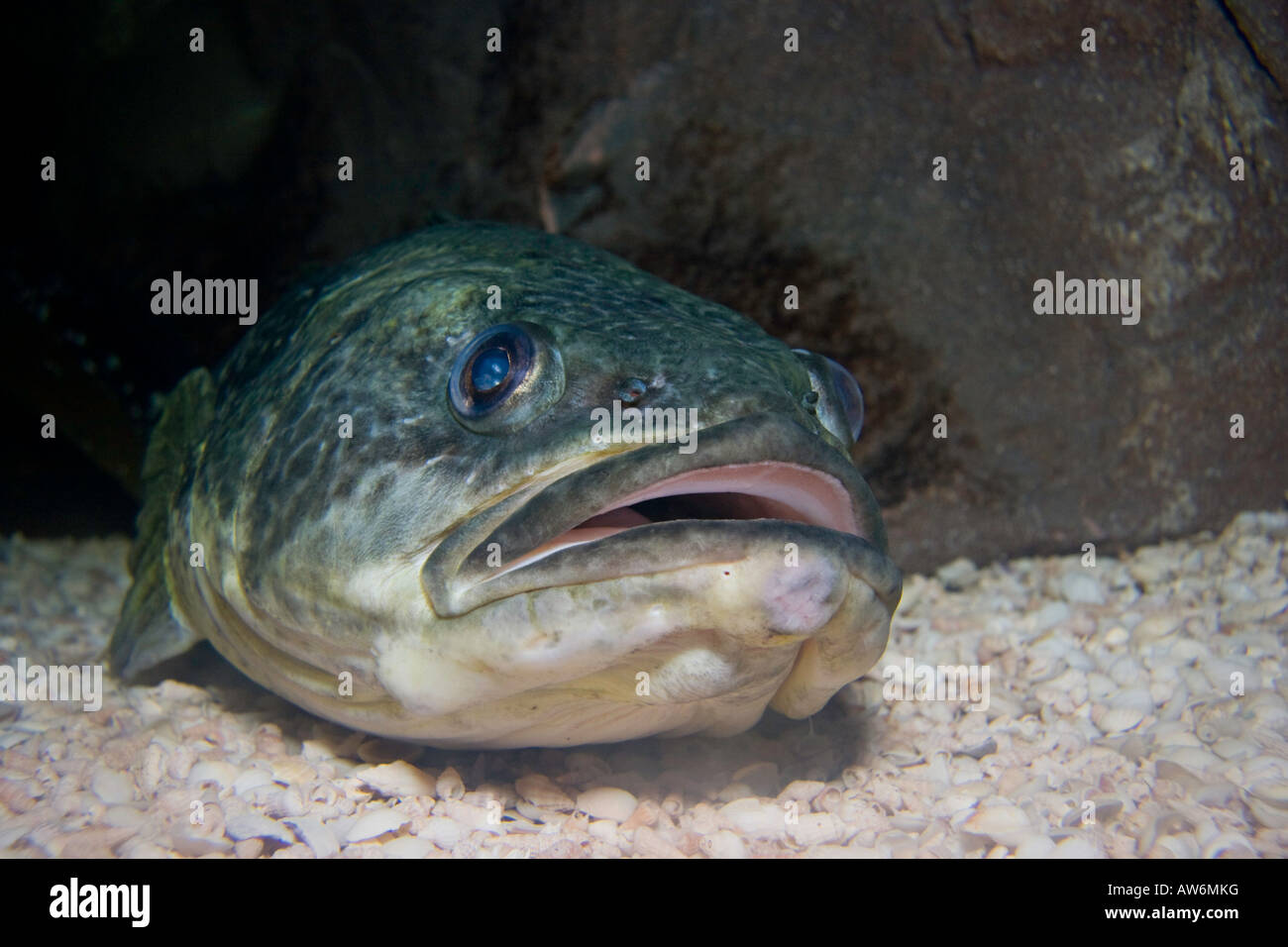 Marbled rockcod, Notothenia rossii, Antarctica Stock Photo - Alamy