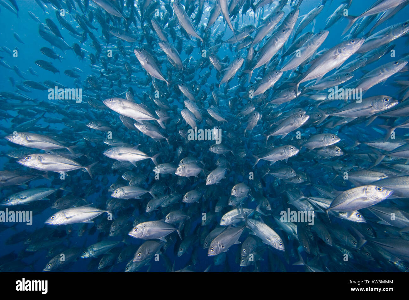 Jacks hi-res stock photography and images - Alamy