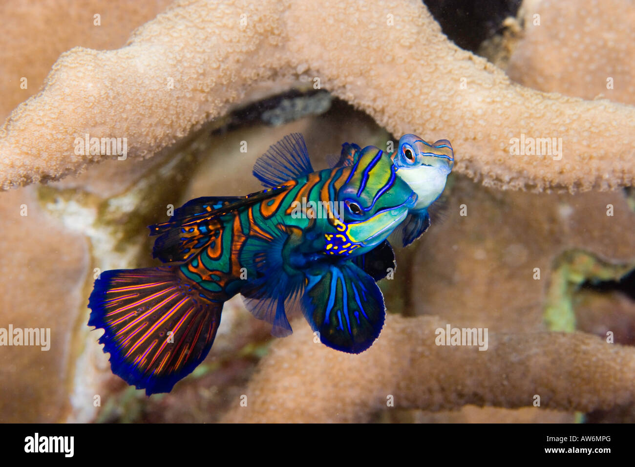 Blue Mandarin Fish