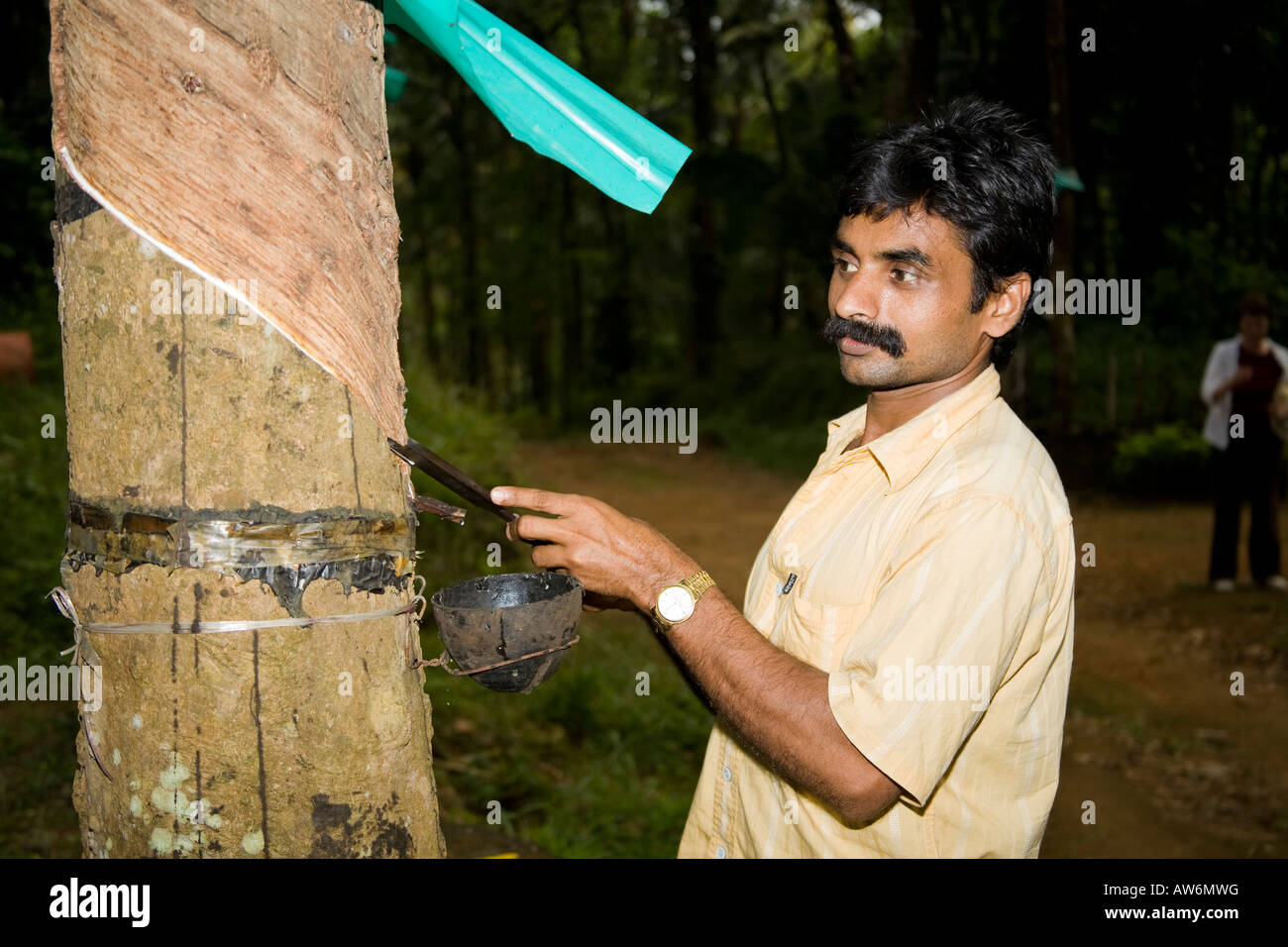 Man tapping latex in rubber tree plantation, Mundackal Estate ...