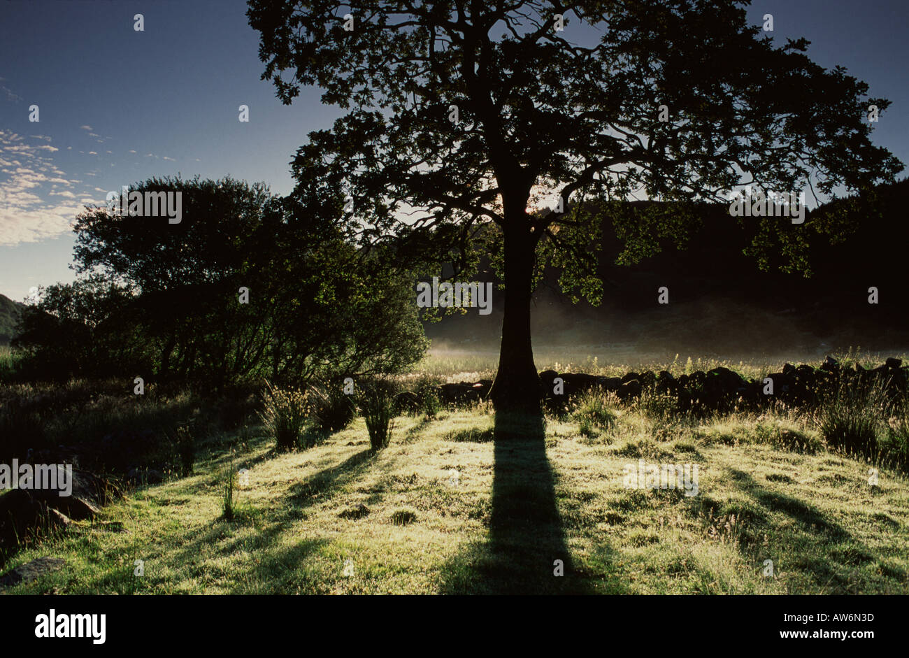 Common Oak- Quercus robur. Backlit by the rising sun Stock Photo - Alamy
