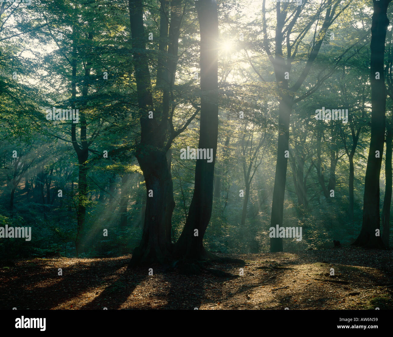 Epping trees hi-res stock photography and images - Alamy
