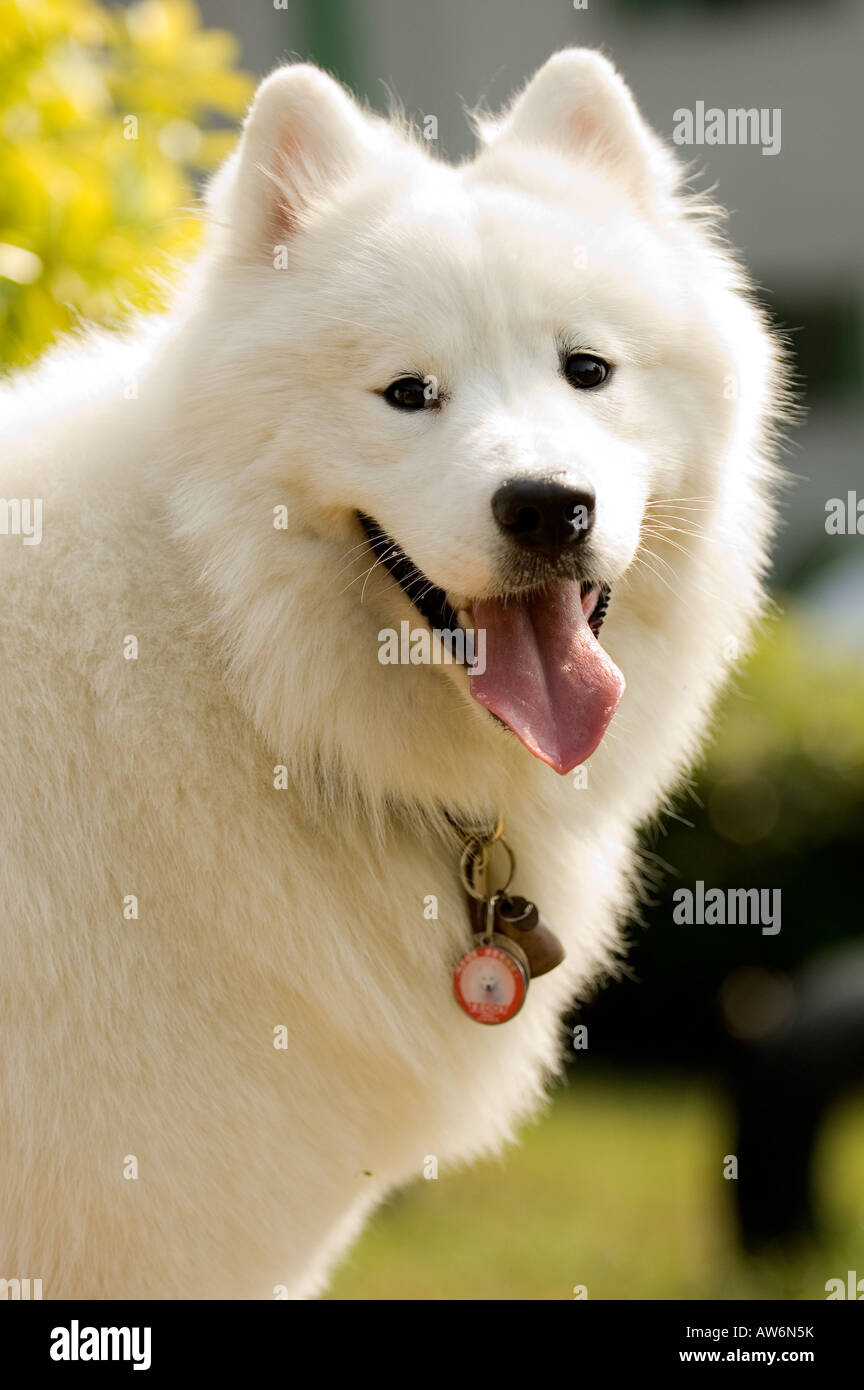 A Samoyed close up Stock Photo - Alamy
