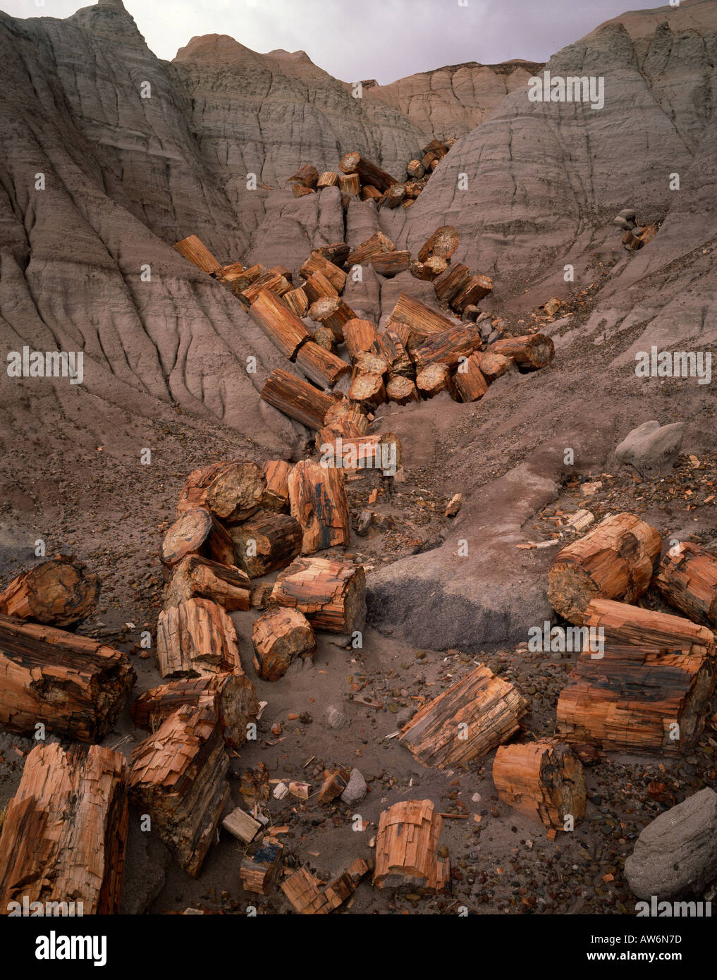 Fossils hi-res stock photography and images - Alamy