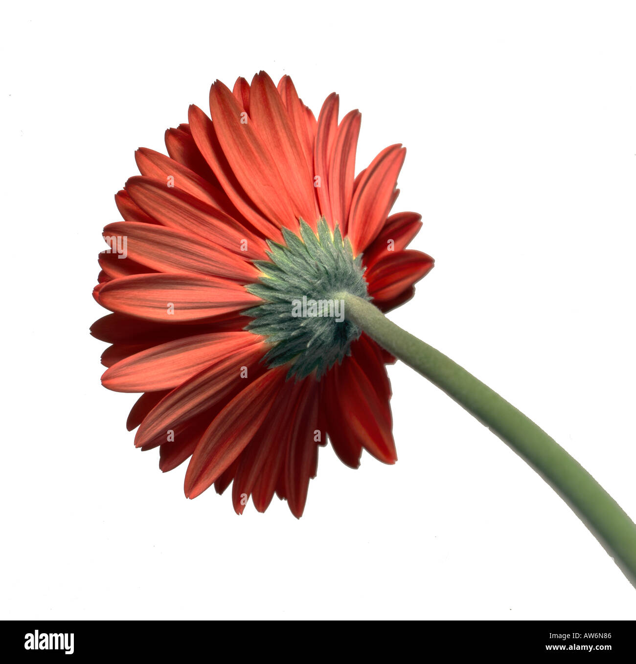 Gerbera Daisy- Back view against white background Stock Photo - Alamy
