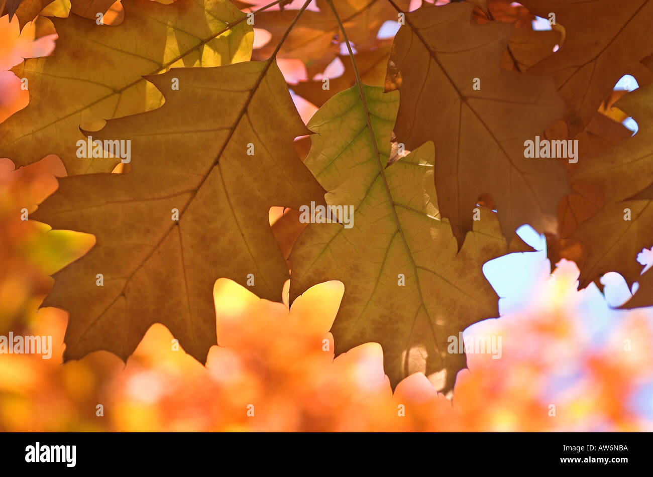 Red oak leaves in hi-res stock photography and images - Alamy