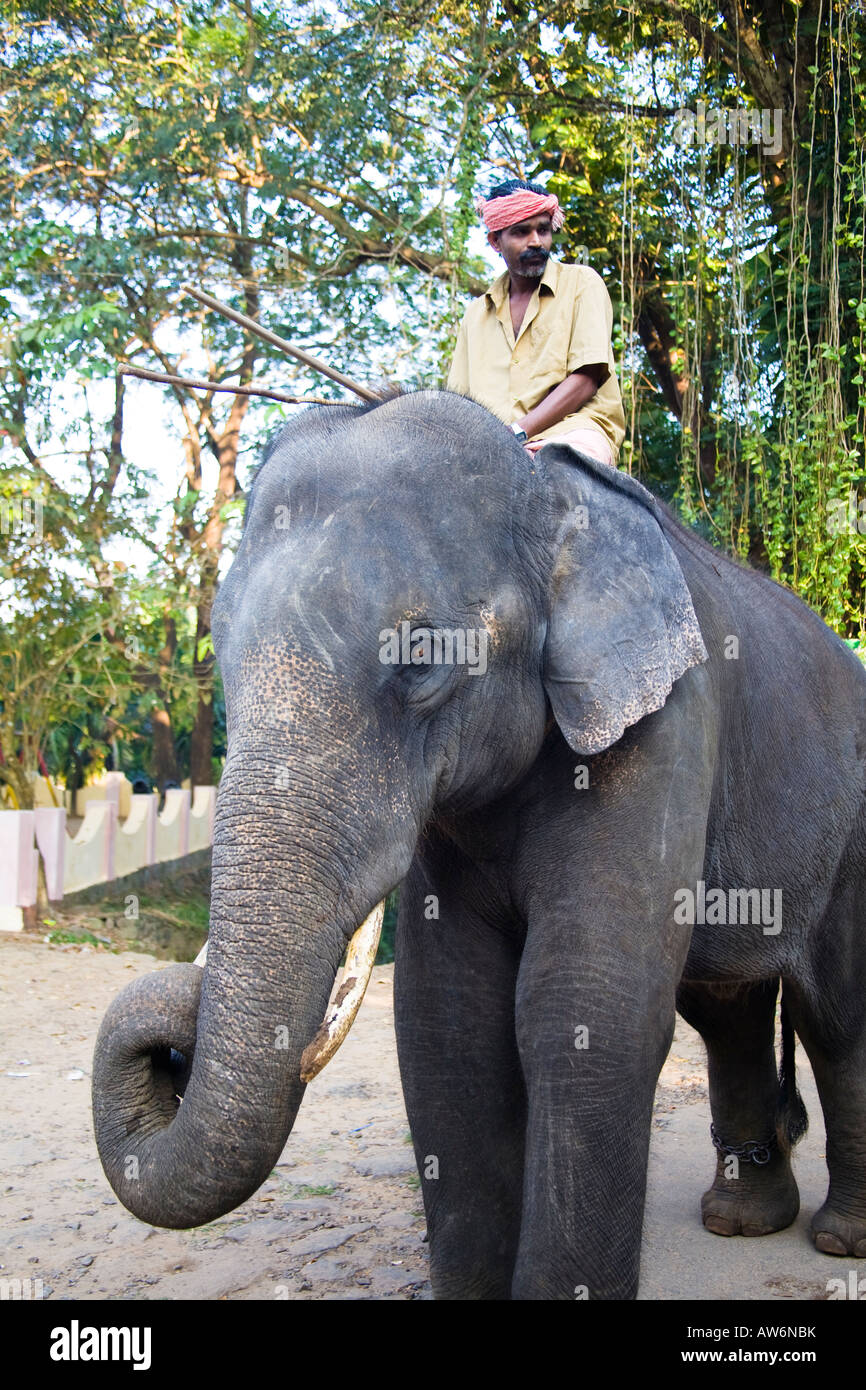 Kerala ride elephant hi-res stock photography and images - Alamy