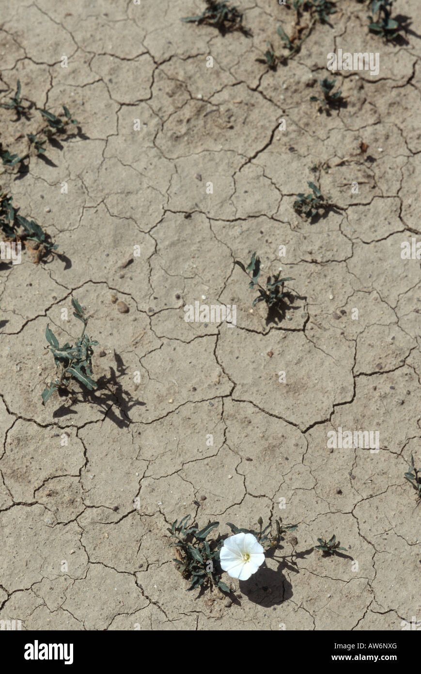 Cracks flower hi-res stock photography and images - Alamy