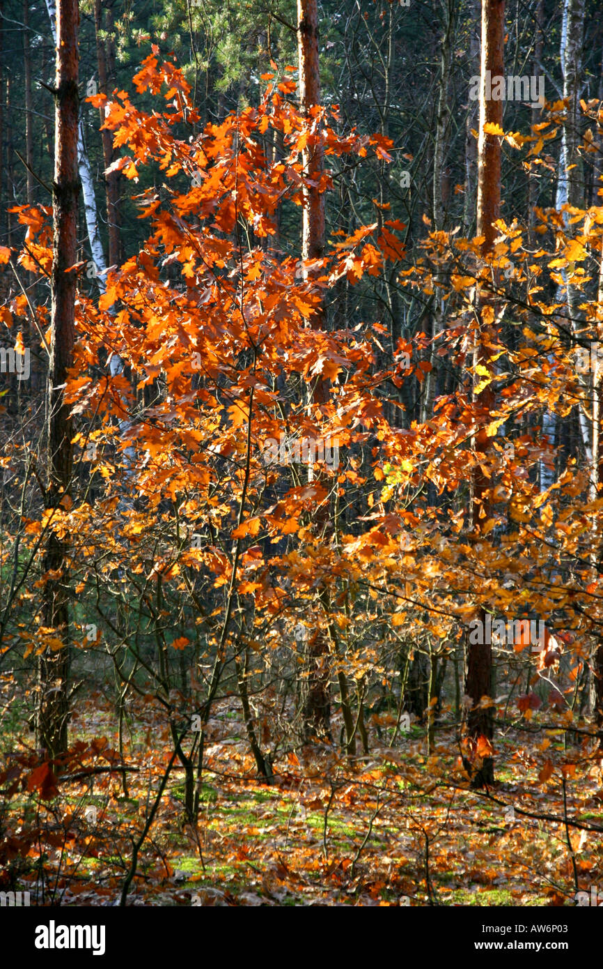 Colorful leaves during autumn Stock Photo - Alamy