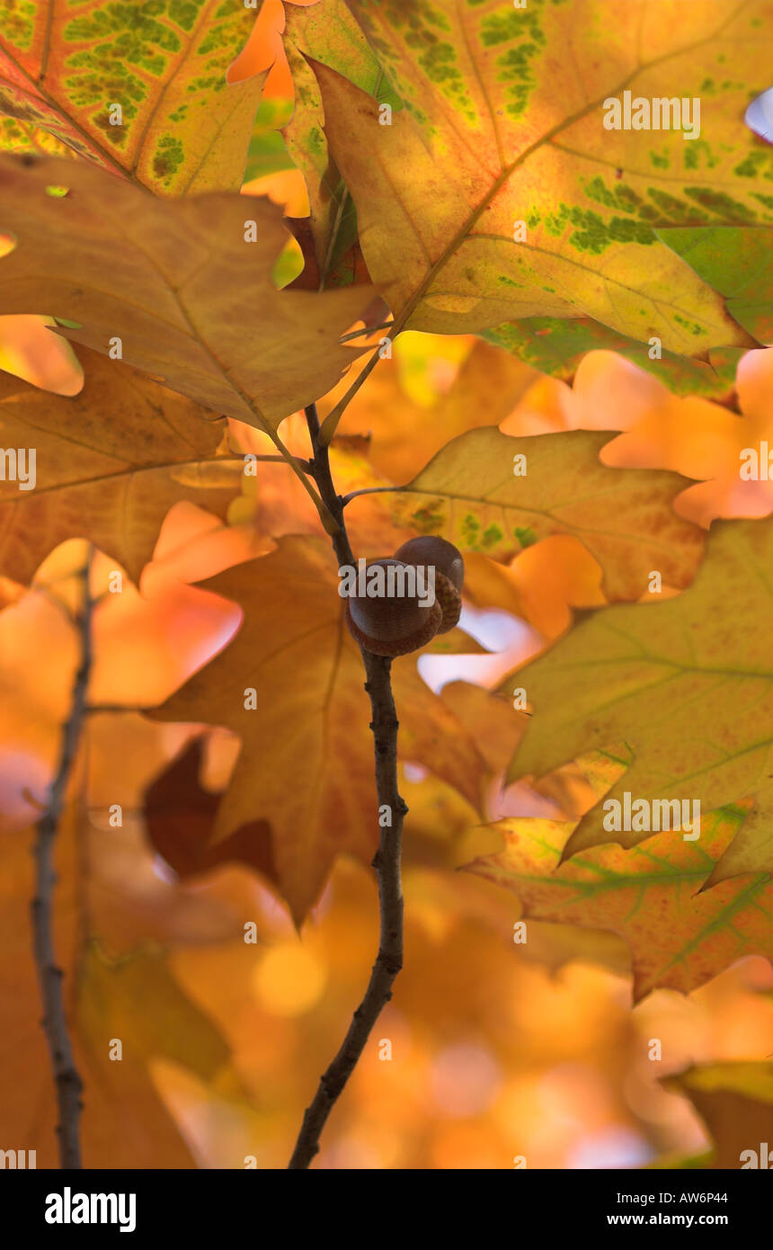 Acorns hanging on a branch of an red oak tree Stock Photo - Alamy