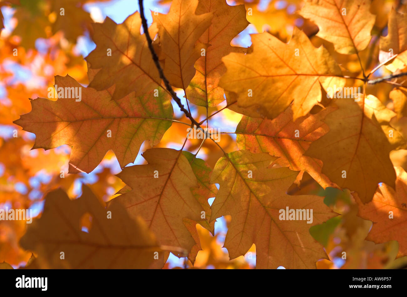 Red oak leaves in hi-res stock photography and images - Alamy