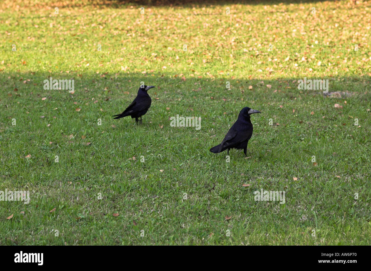 Two crows hi-res stock photography and images - Alamy