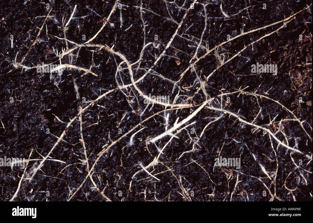 Pumpkin plant roots. Close-up in soil Stock Photo - Alamy