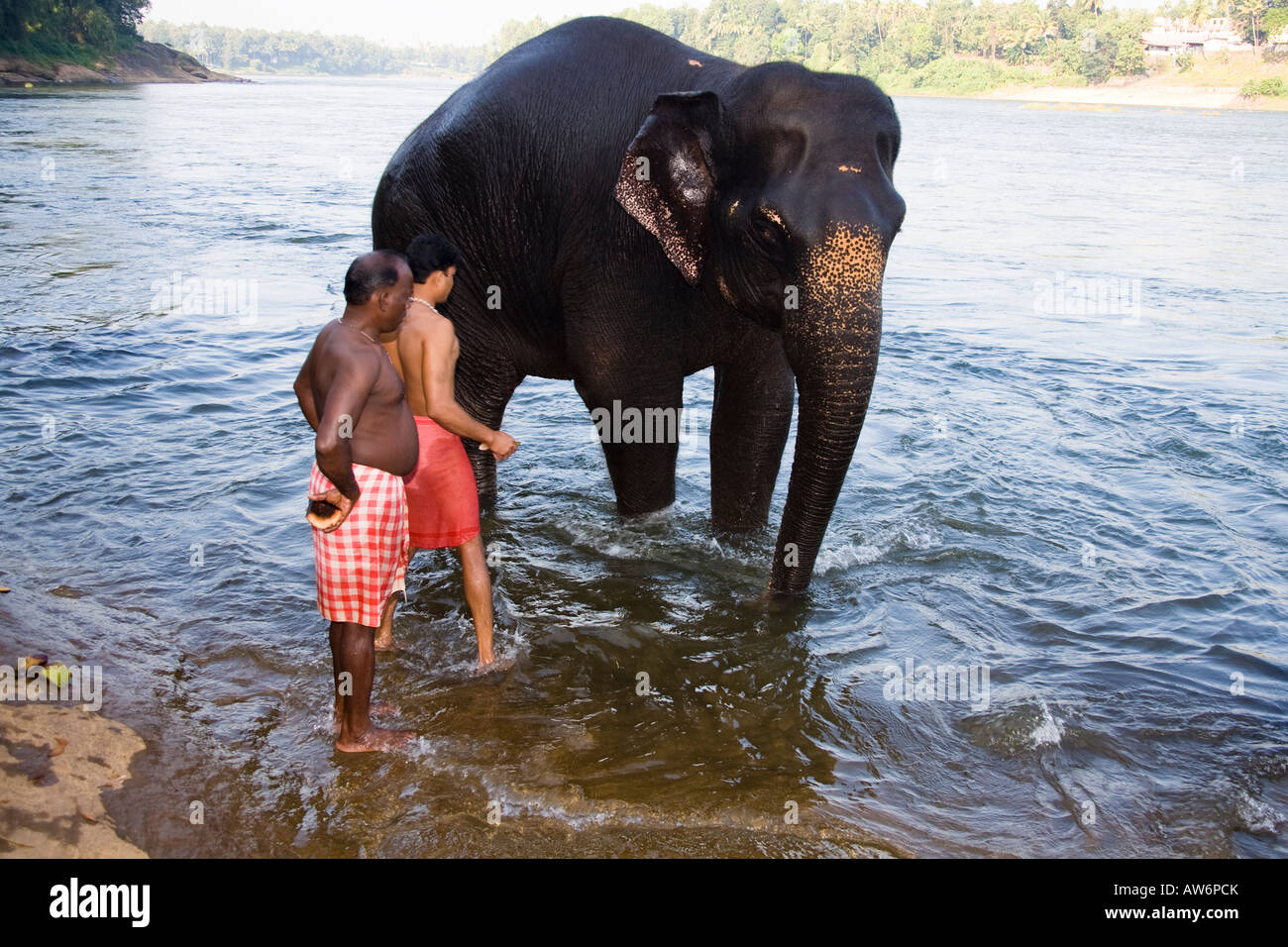 Elephant standing in river, near Kodanad Elephant Training Centre ...