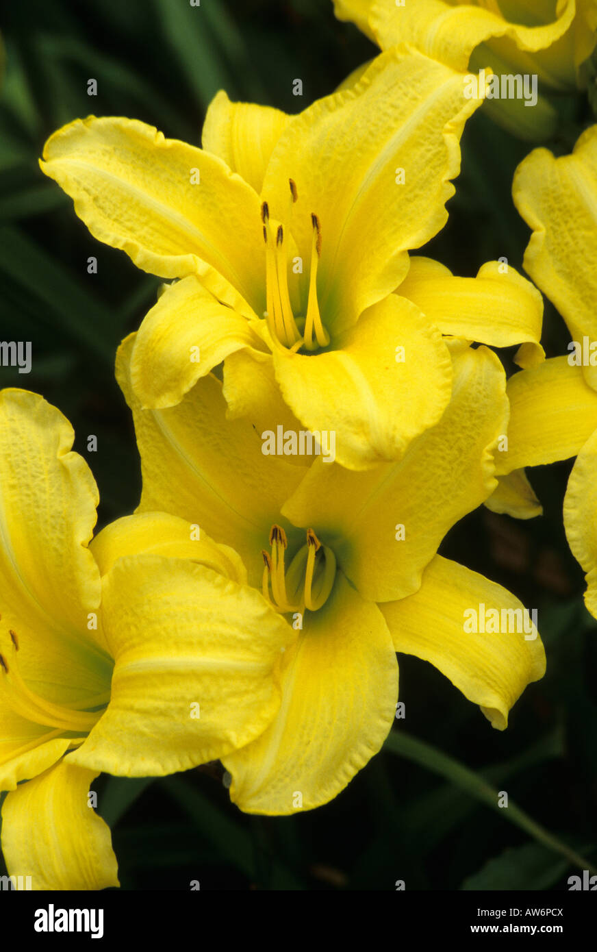 Virginia horticulture hi-res stock photography and images - Alamy