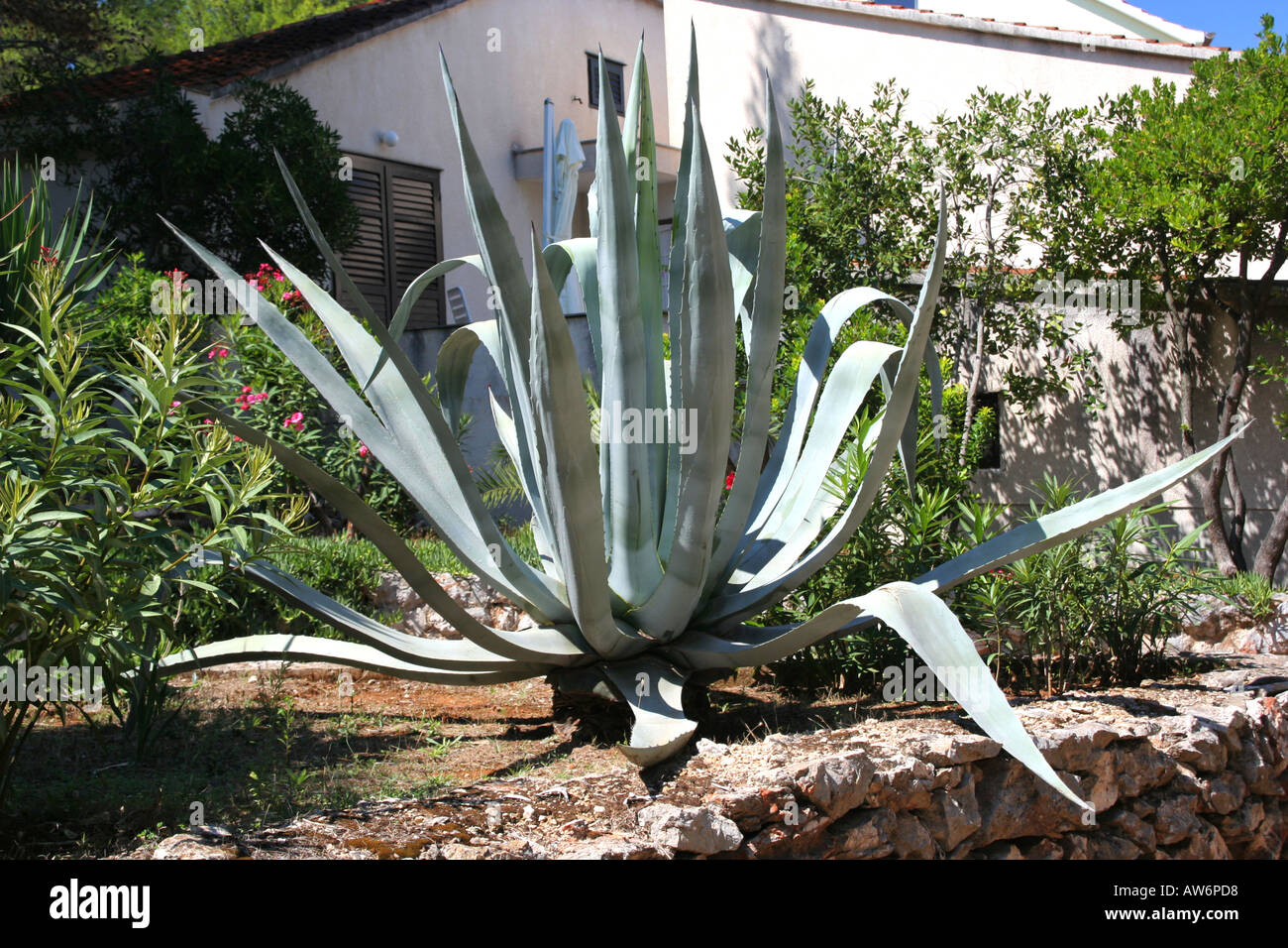 Decorative agave in a garden of Jelsa town Stock Photo - Alamy