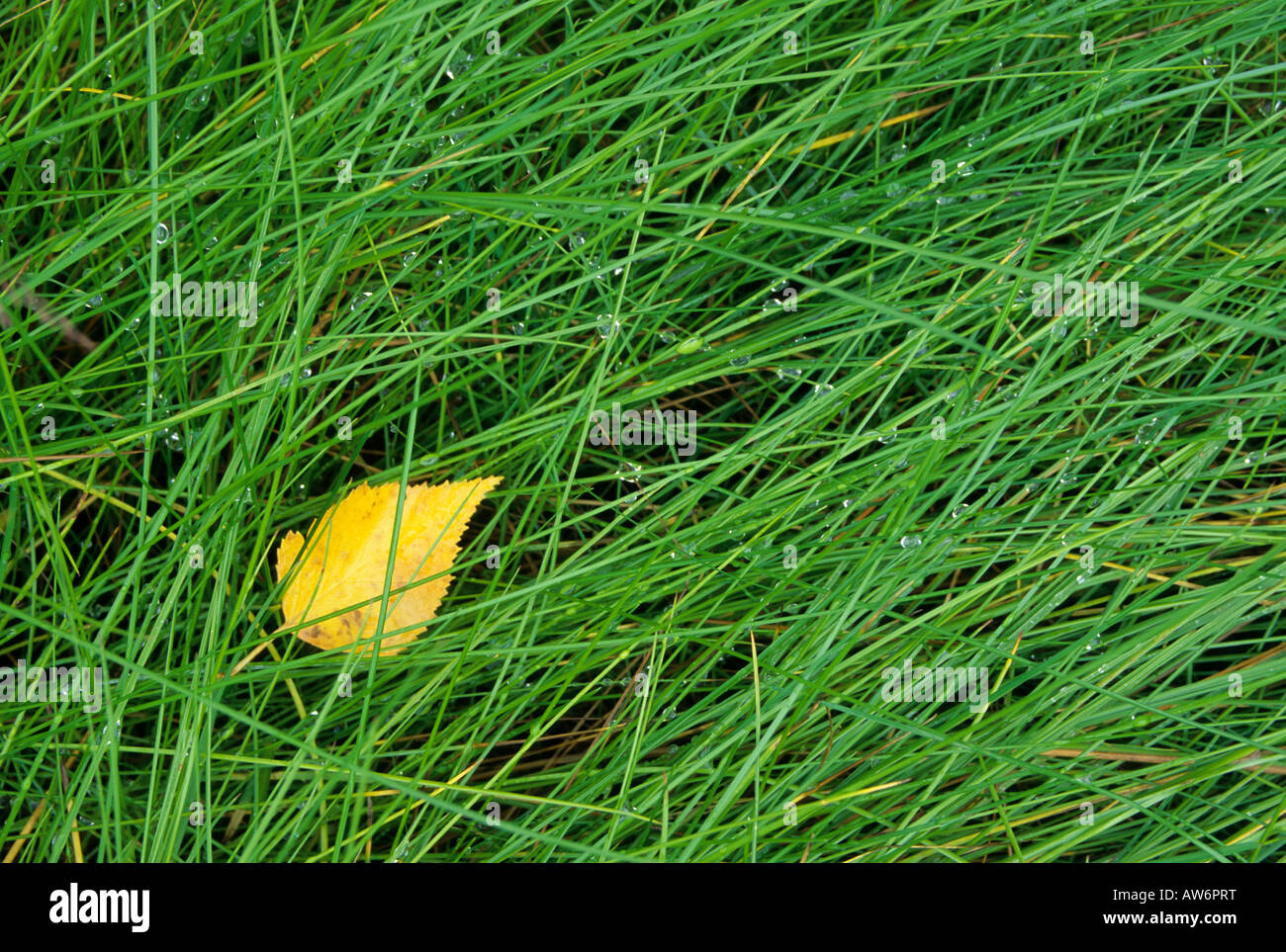 Talkeetna sign hi-res stock photography and images - Alamy