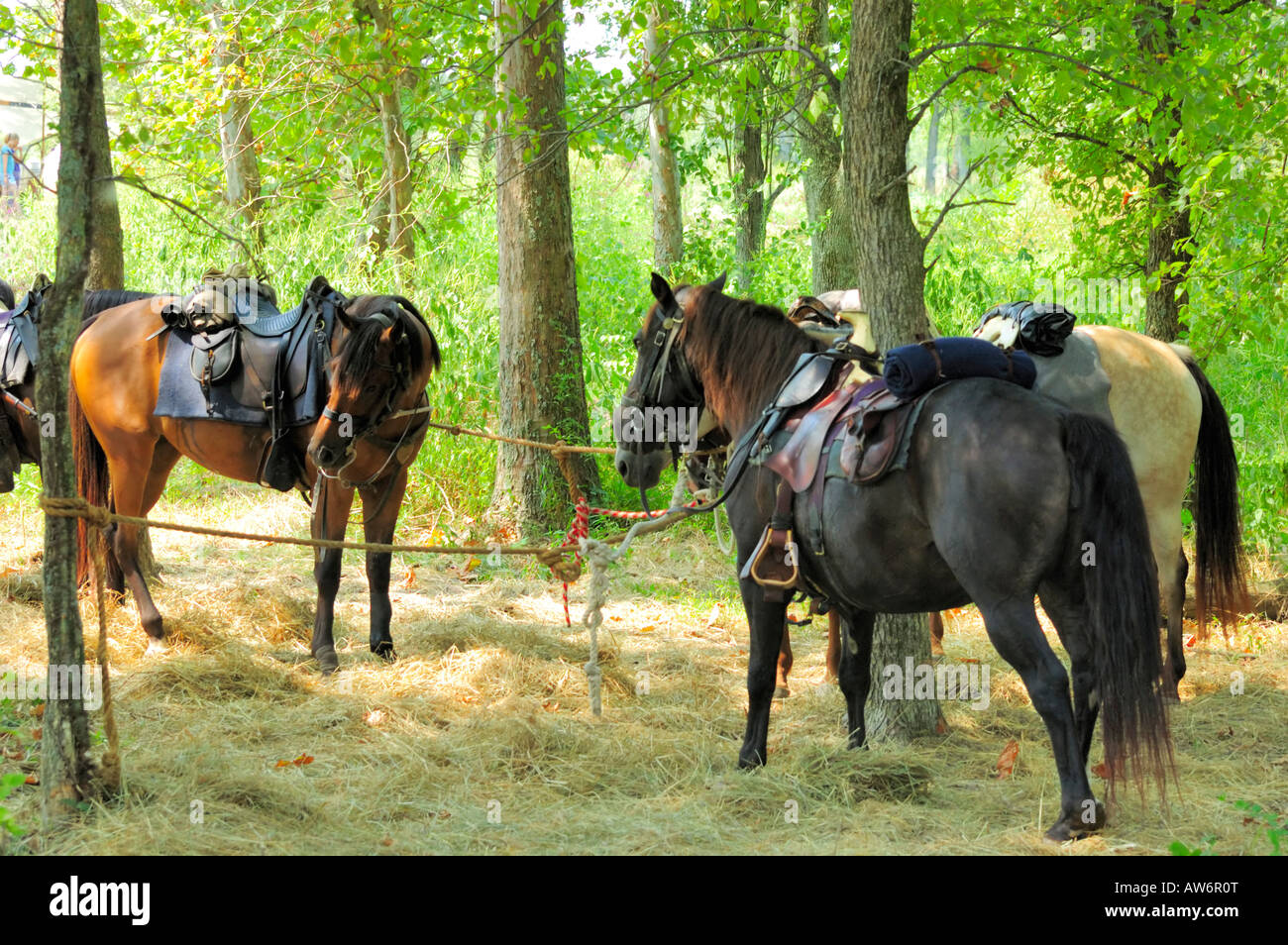 American Civil War Cavalry Horses High Resolution Stock Photography and ...