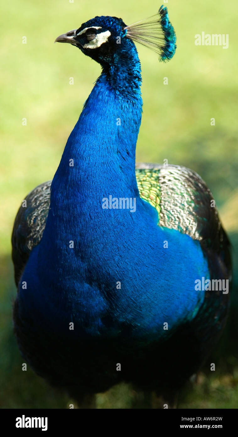 Proud devon hi-res stock photography and images - Alamy