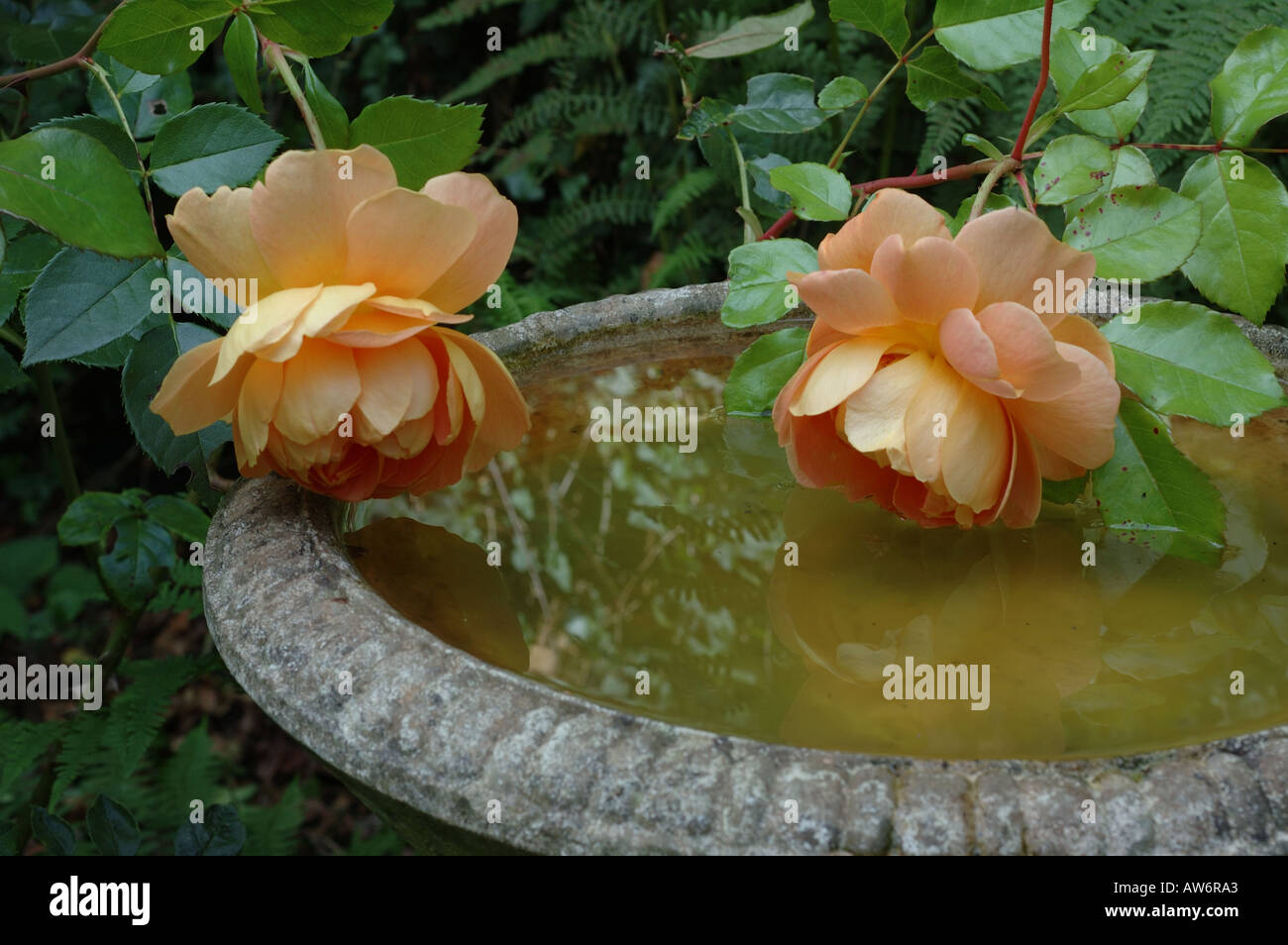 Old English Rose- Pat Austin Rose Stock Photo - Alamy